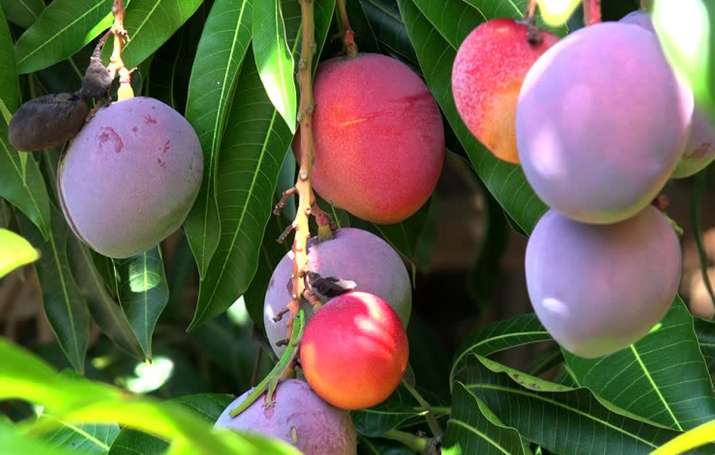 Purple mango crops found in india its good for diabetes patients and 5 ...