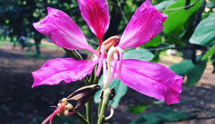 Health Benefits of Kachnar Tree and Flowers for lipoma thyroid joint ...