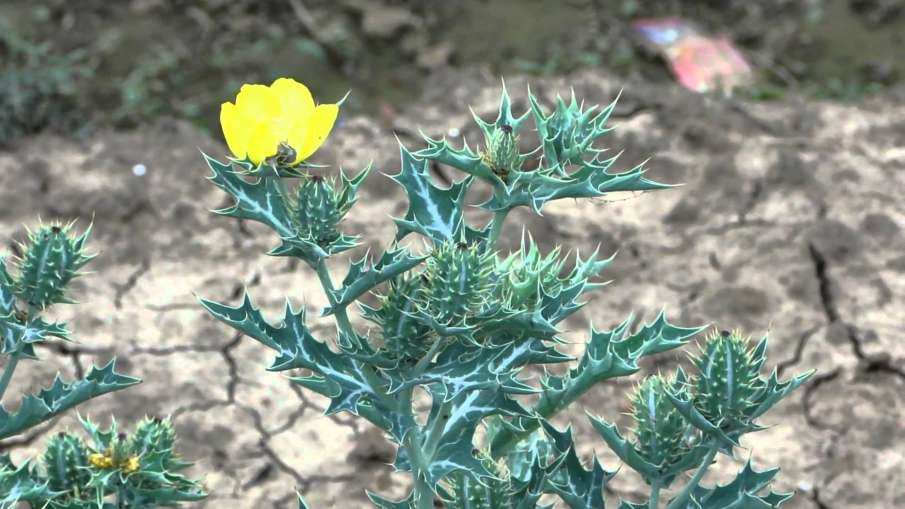 Amazing medicinal usees of satyanashi or argemone mexicana prickly ...