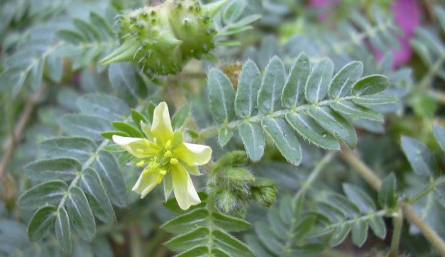Health Benefits Of Gokhru: How To Use Gokhru Plant And Seeds For Kidney ...