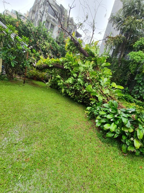 amitabh bachchan prateeksha house Gulmohar tree story latest blog ...