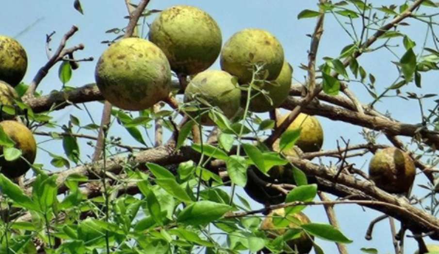 Home Remedies For Kidney Stone Removal how to remove kidney stones ...