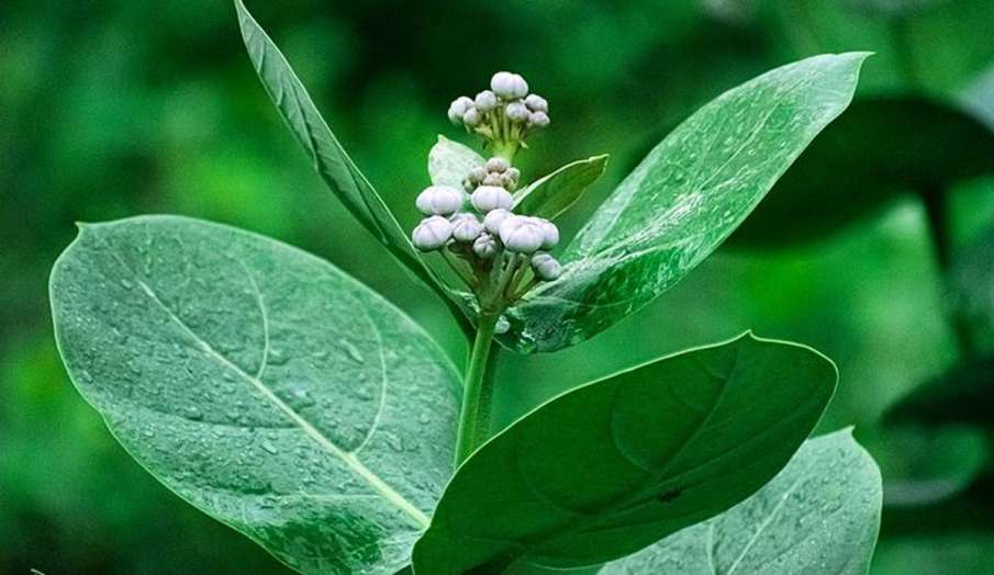 Aak leaves for heel pain know to use madar leaves to get rid Heel Spur ...