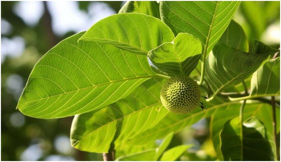 Kadamba for blood sugar know how to consume kadam or Burflower leaves ...