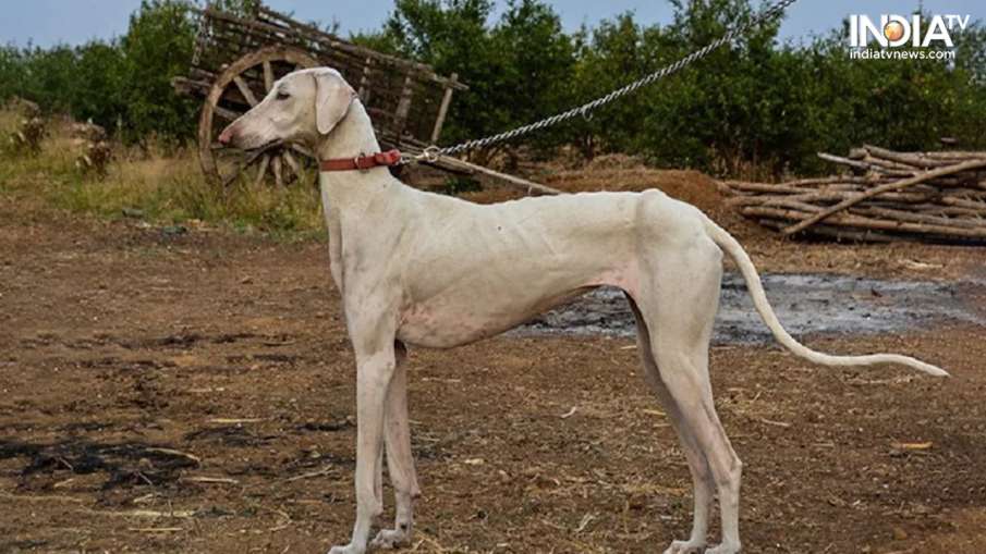 Narendra Modi Dog of indigenous breed Mudhol Hound will be included for ...