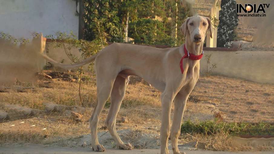 Narendra Modi Dog of indigenous breed Mudhol Hound will be included for ...