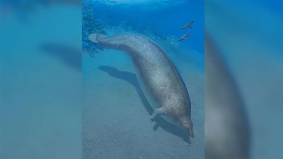 Perusetus colossus the world's largest animal many times the weight of ...