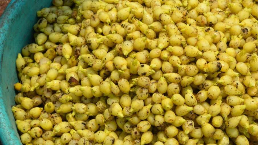 महुआ कौन सी बीमारी में काम आता है | What is the medicinal use of mahua ...