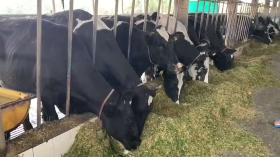 24 घंटे में 80 लीटर से ज्यादा दूध देती है ये गाय, नाम है शकीरा, जानें ...