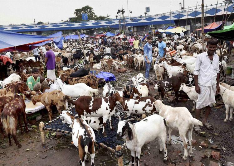 बकरीद पर कुर्बानी के खिलाफ खड़ा हुआ मुस्लिम समाज, जानें क्या है पूरा ...