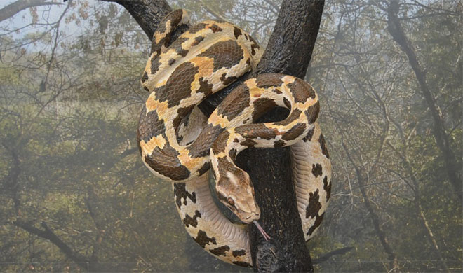 Python fried for feast after fight with villagers in Indonesia - India ...