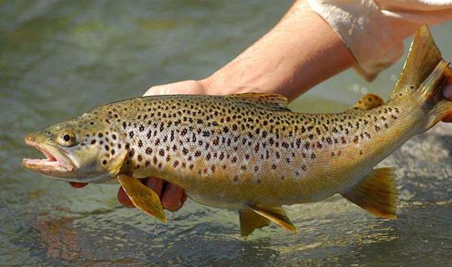 Is Trout fish Good for Your heart and mind: दिल और दिमाग का ख्याल रखने ...