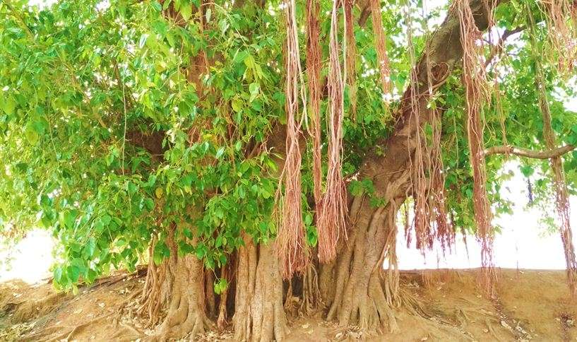 magha nakshtra dont pluck and use of banyan tree whos name statrt with ...