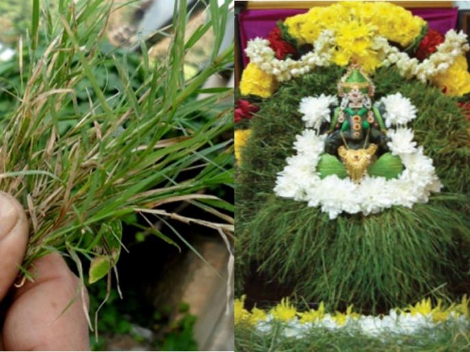 Amazing Health Benefits and Medicinal Uses of Bermuda Grass doob or ...