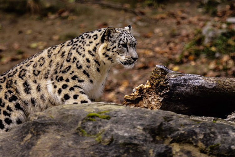 Leopard spotted on Kalka-Shimla heritage track and platform - India TV ...