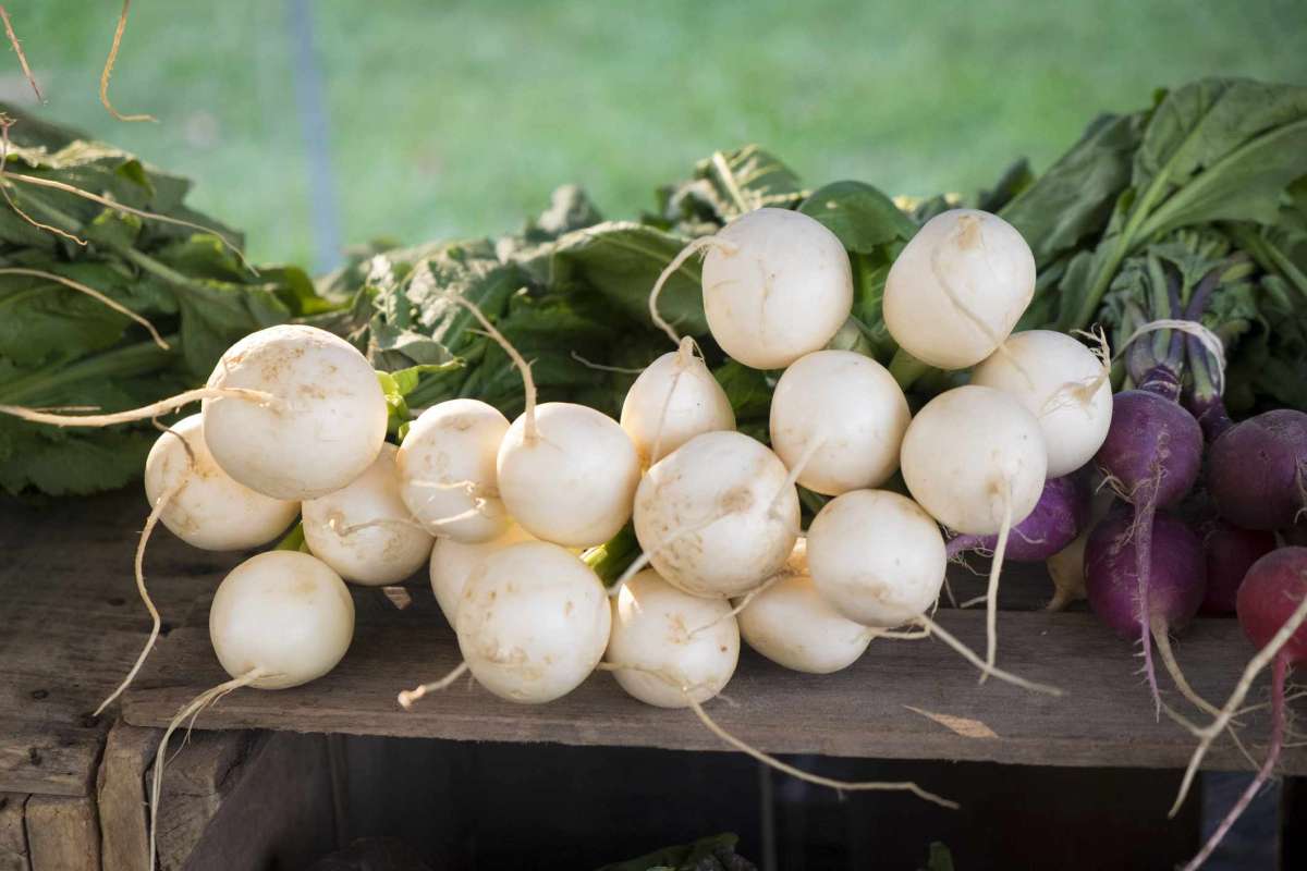 Magh mass 2019 do eat radish during magh mass for happiness and luck ...