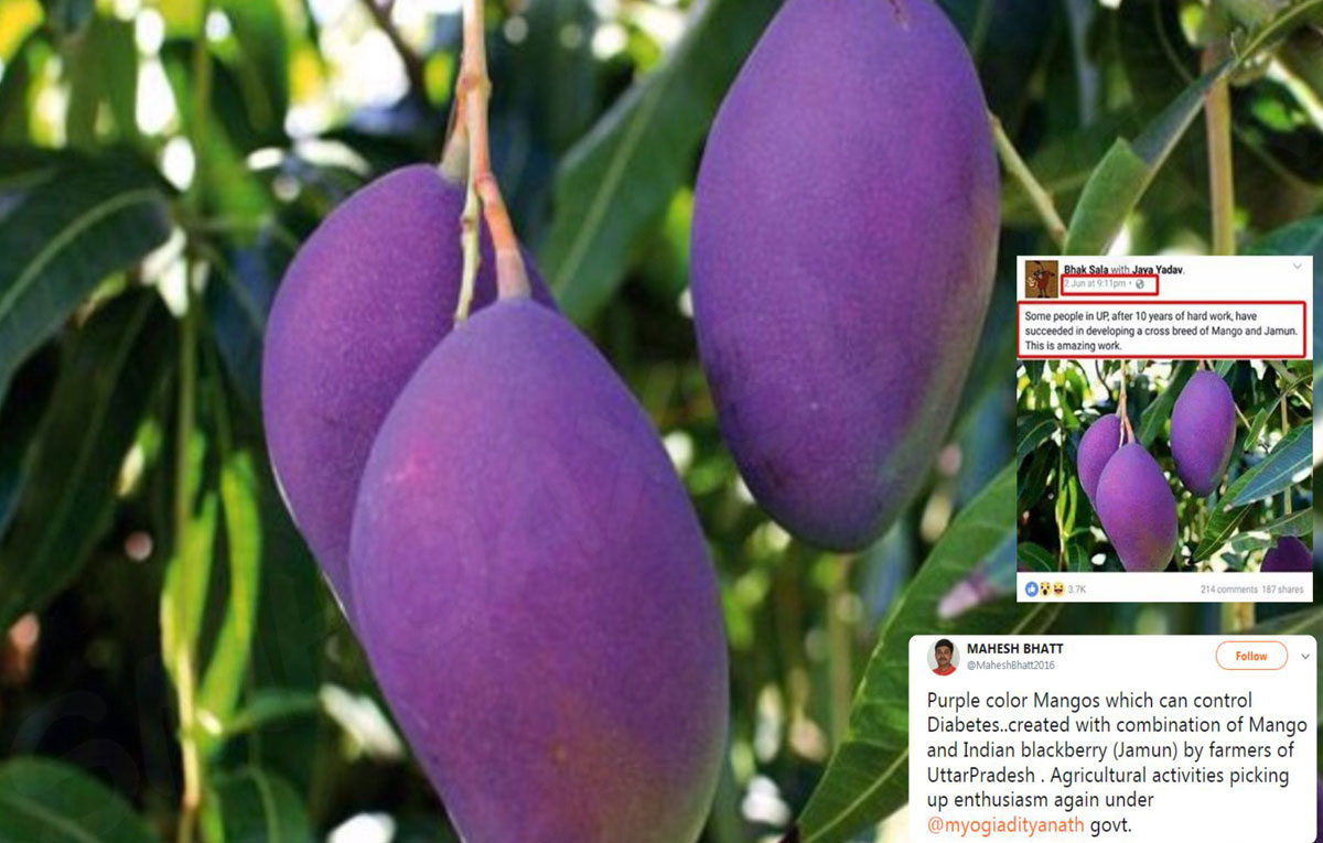 Purple mango crops found in india its good for diabetes patients and 5 ...