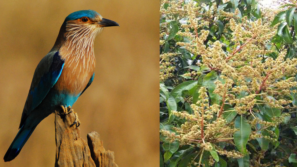Dussehra 2019 neelkanth Sniffing mango blossom has to be seen ...