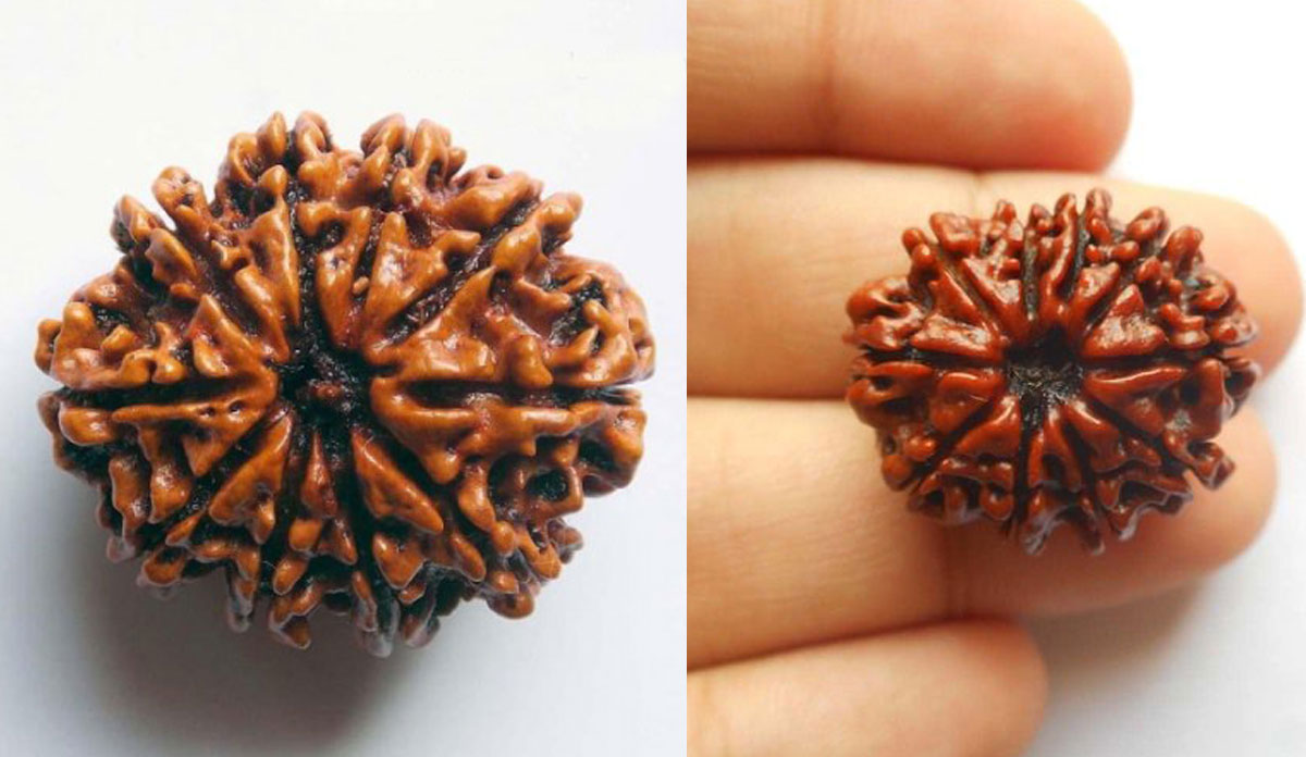 10 Mukhi Rudraksha benefits and how to know fake or real rudraksha and ...