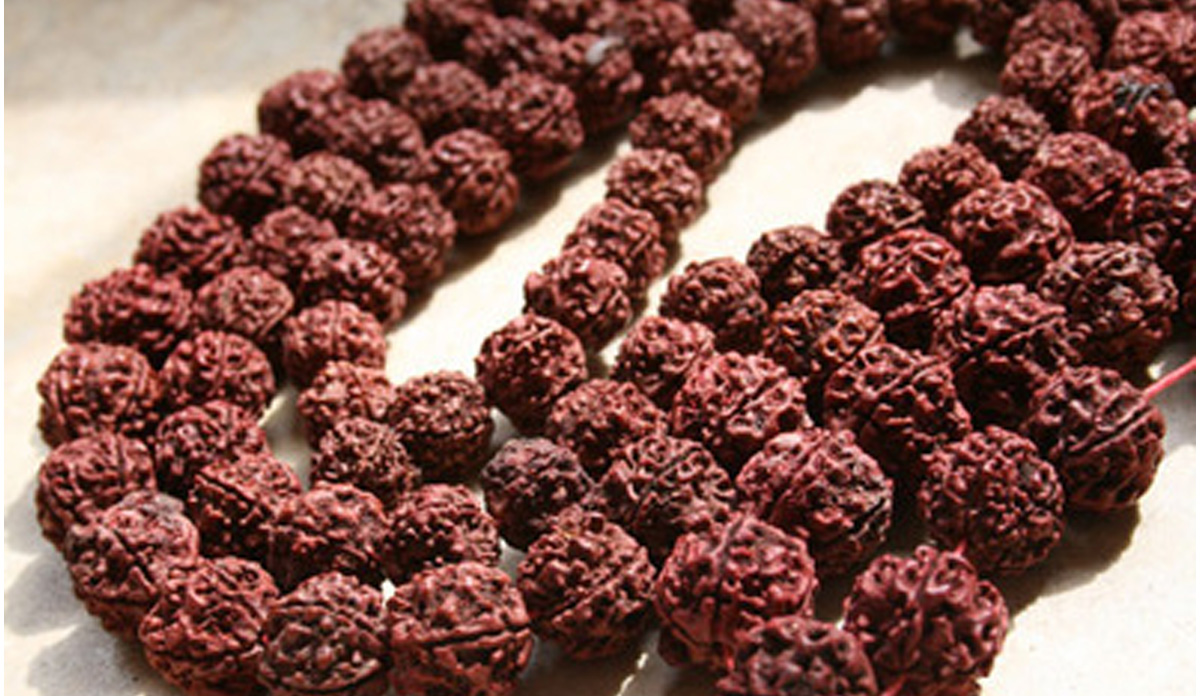Top 4 tips to identify real rudraksha by acharya indu prakash: कहीं ...