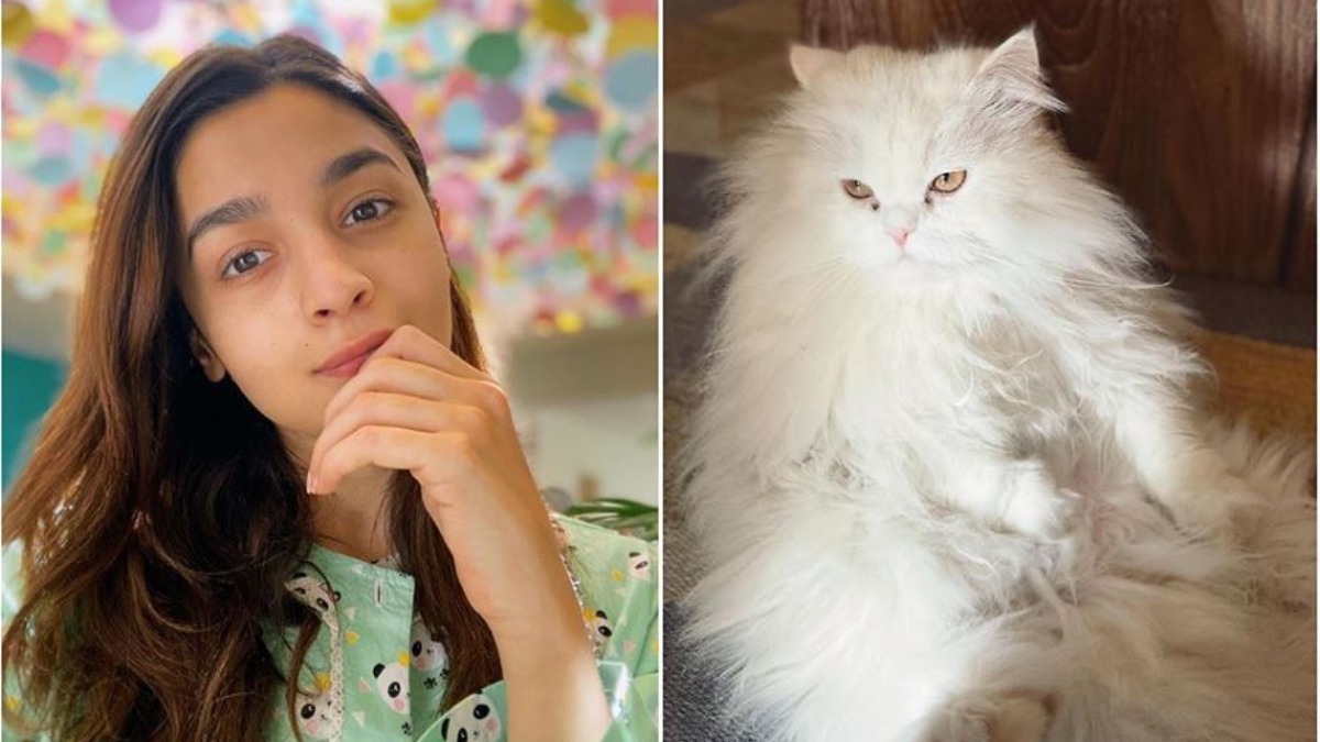 alia bhatt shares picture of her dog and cat-आलिया भट्ट ने दिखाए अपने ...