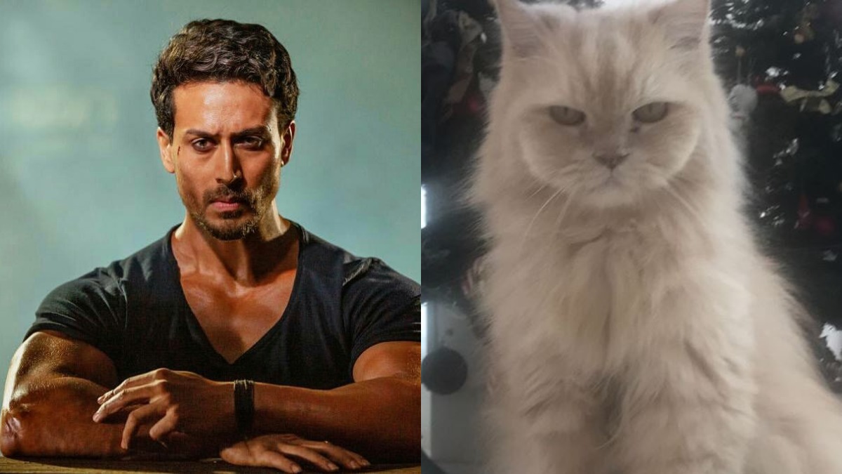 tiger shroff pet cat jd died-पालतू बिल्ली जेडी के निधन पर टाइगर श्रॉफ ...