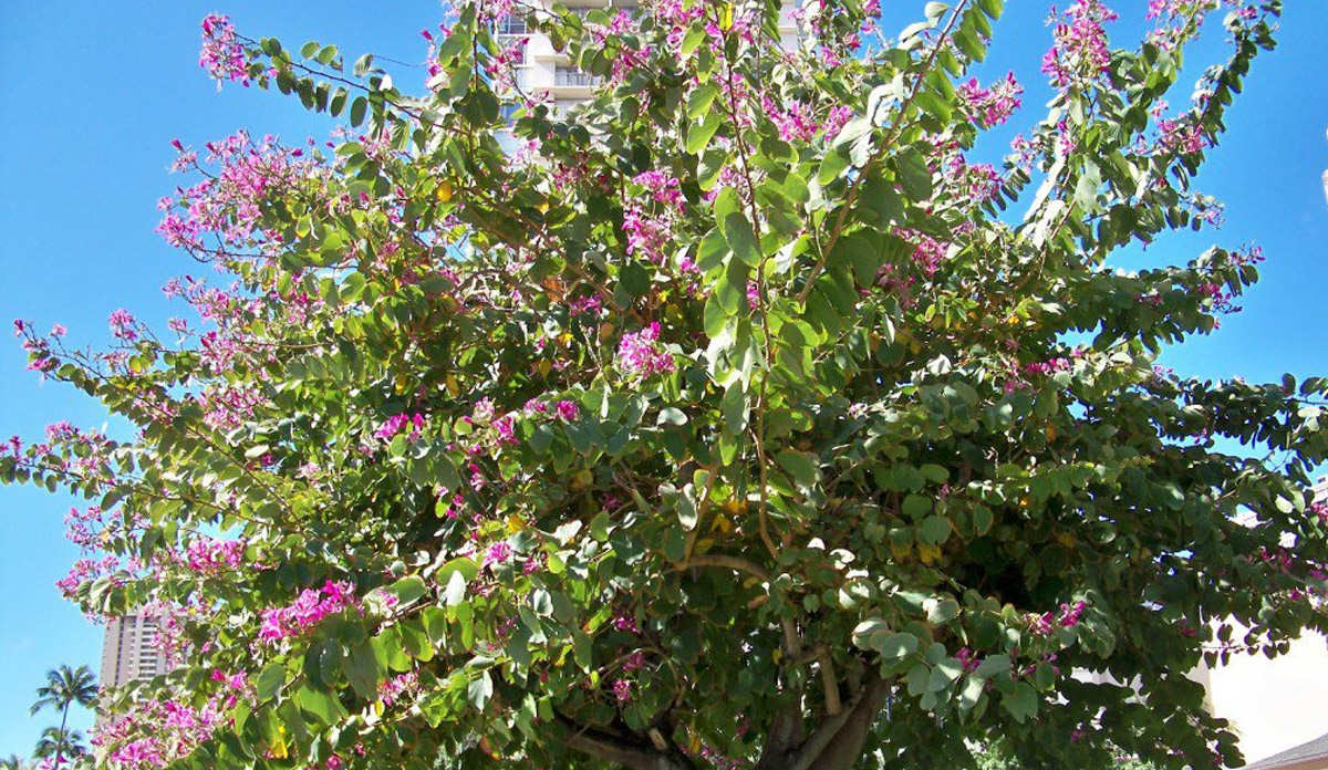 Health Benefits of Kachnar Tree and Flowers for lipoma thyroid joint ...