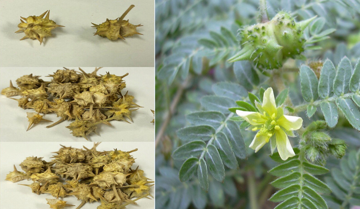 Health Benefits Of Gokhru: How To Use Gokhru Plant And Seeds For Kidney ...