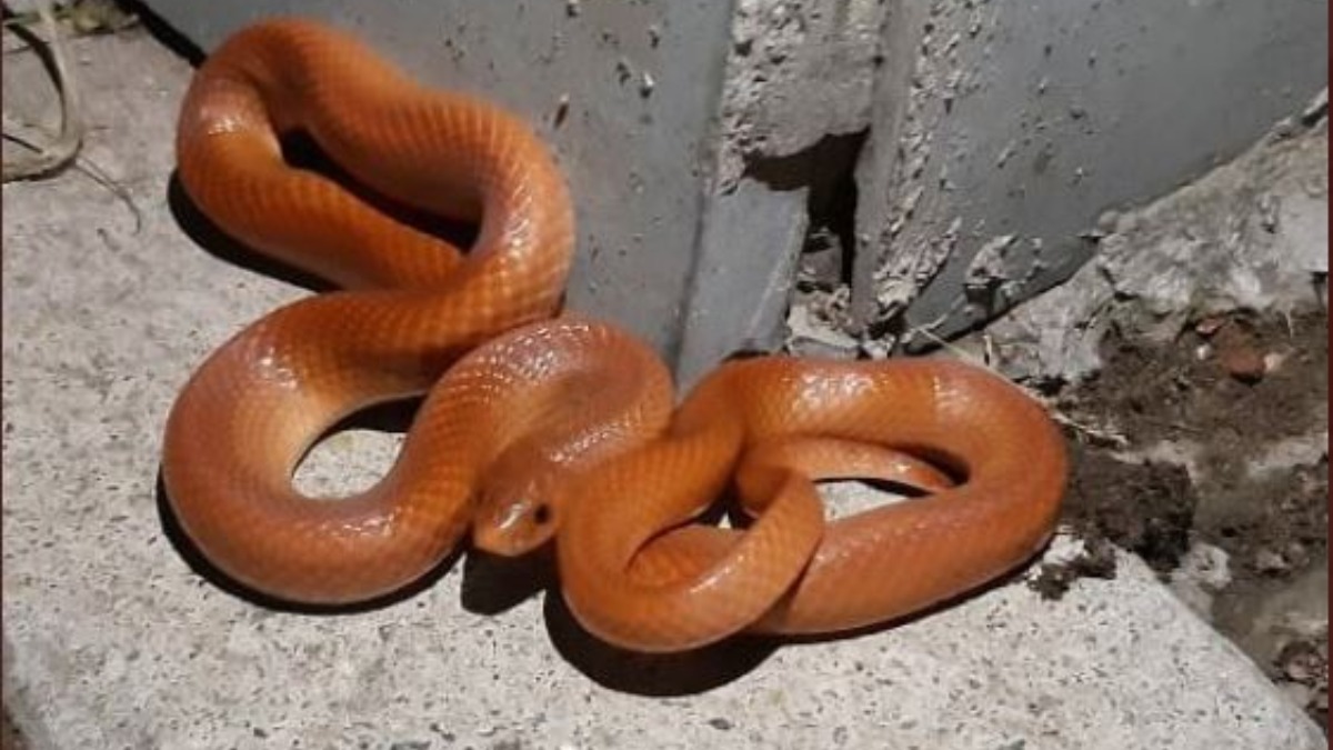 Rare red Kukri snake spotted at Dudhwa National Park photo viral-दुधवा ...