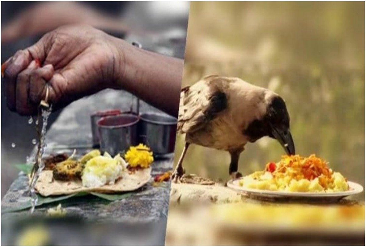 Pitri Paksha 2020 Know why feeding crow is important in Pitri Paksha or ...