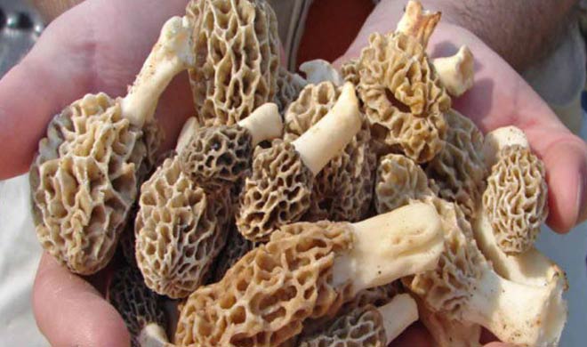 Most expensive vegetable in India - India TV Hindi