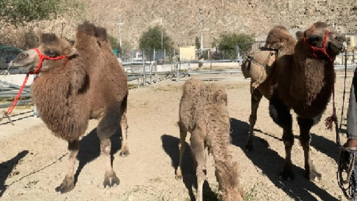 Indian army use bactrian camel for patrolling on lac । दो कूबड़ वाले ...