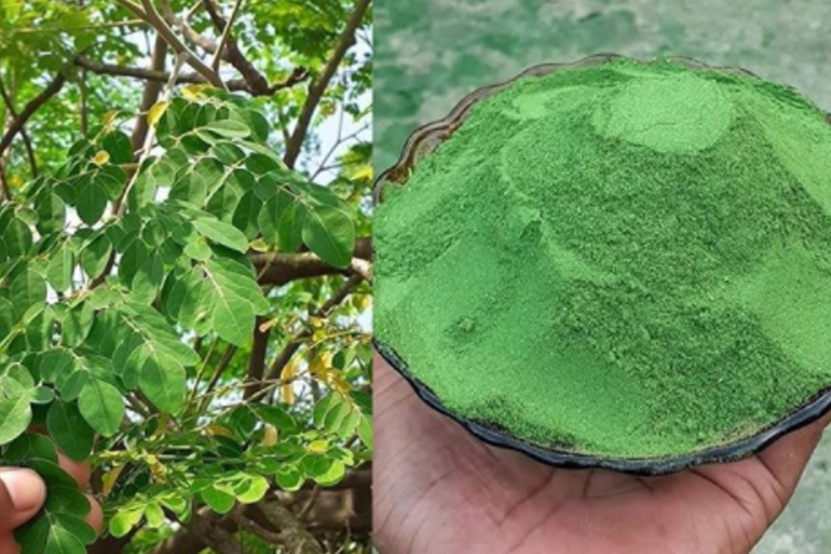 Benefits Of Moringa immunity booster sahjan or drumstick is wonderful ...