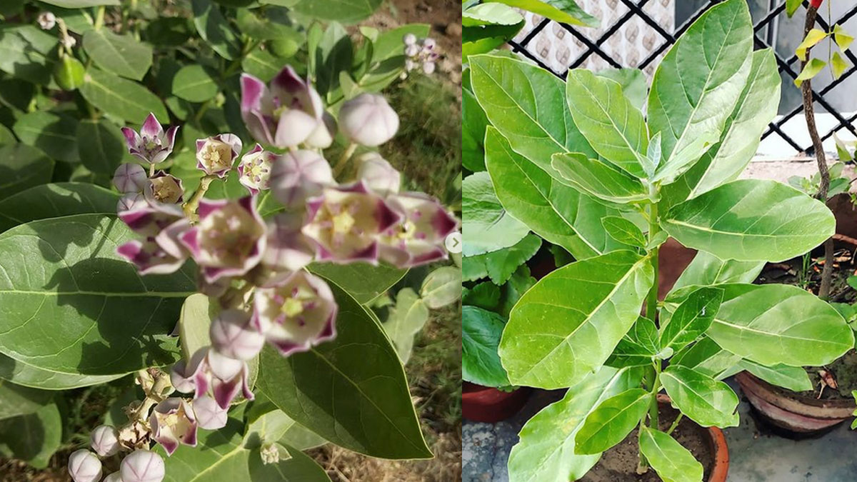 Madar plant for diabetes know how to use aak leaves to control blood ...