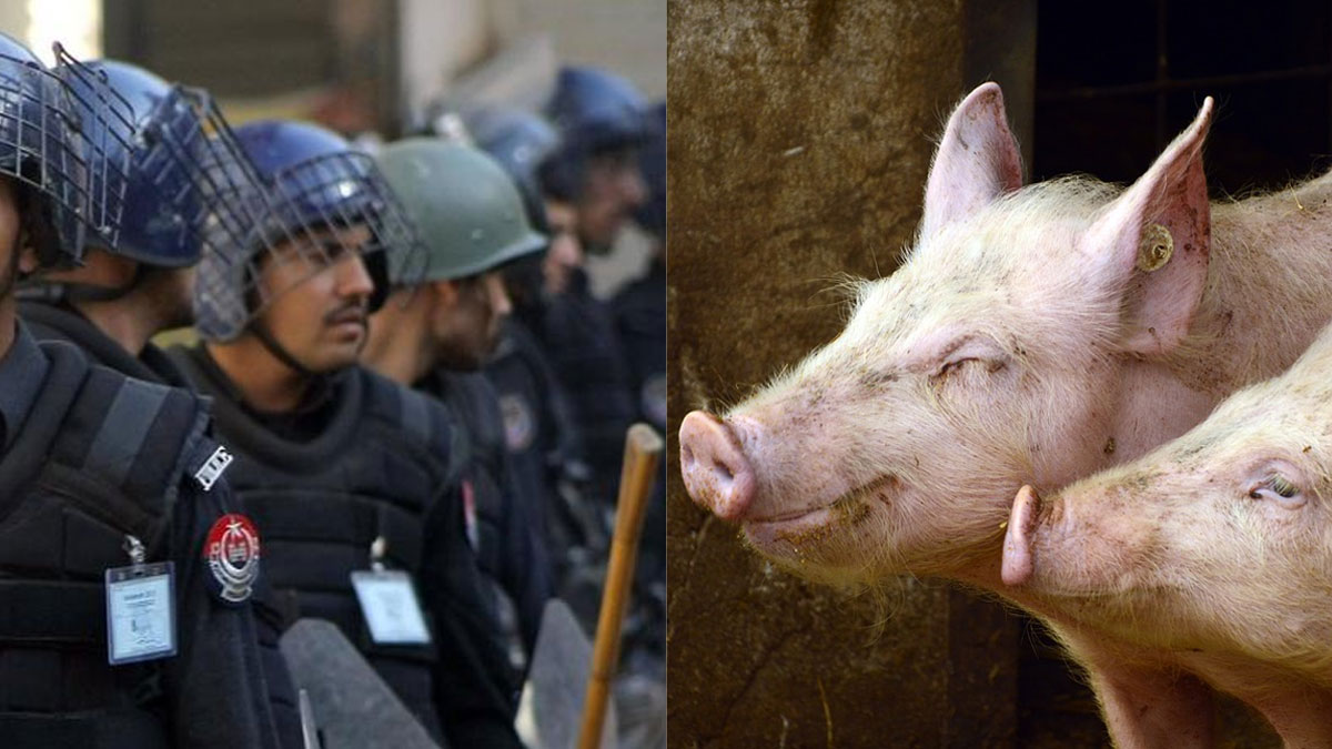 Pigs infiltrate into Pakistan police station, terrorized cops run for ...