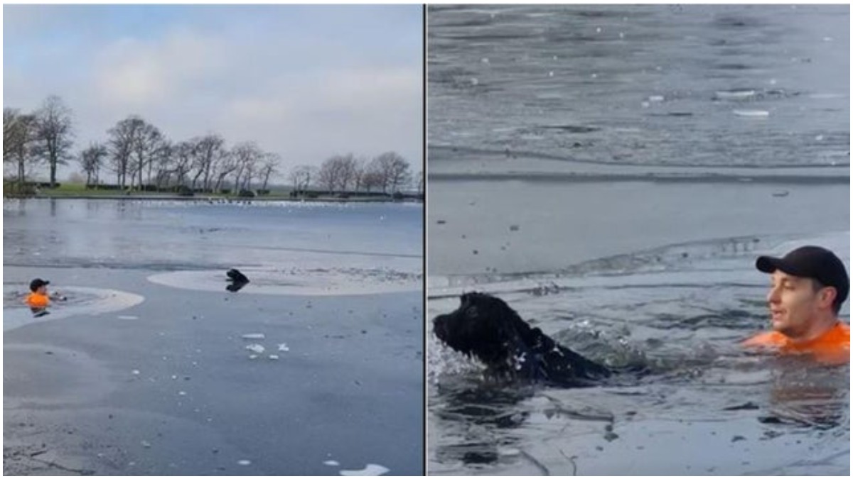 man leaps frozen lake rescue stranded do viral - बेजुबान को बचाने के ...