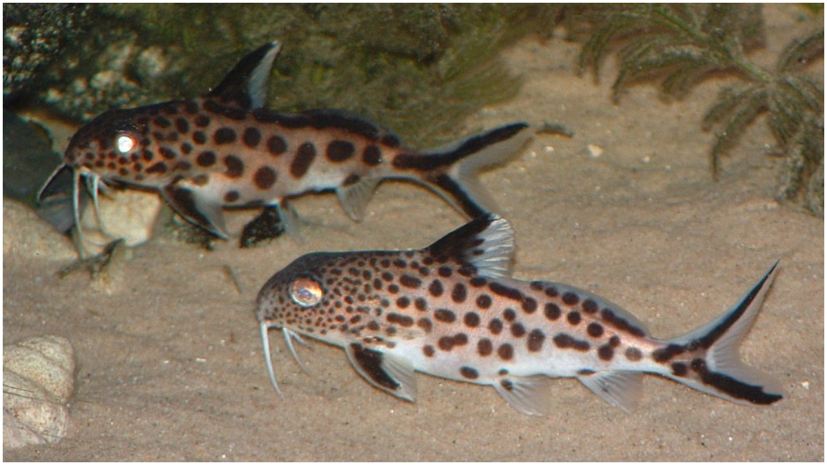 7 inch fish stuck in man throat doctor shocked viral news - Viral : इस ...