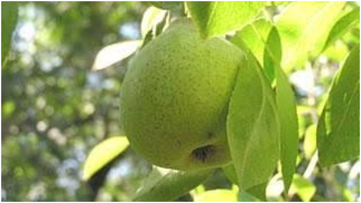 benefits of eating pears nashpati eat pears to keep bones strong and ...