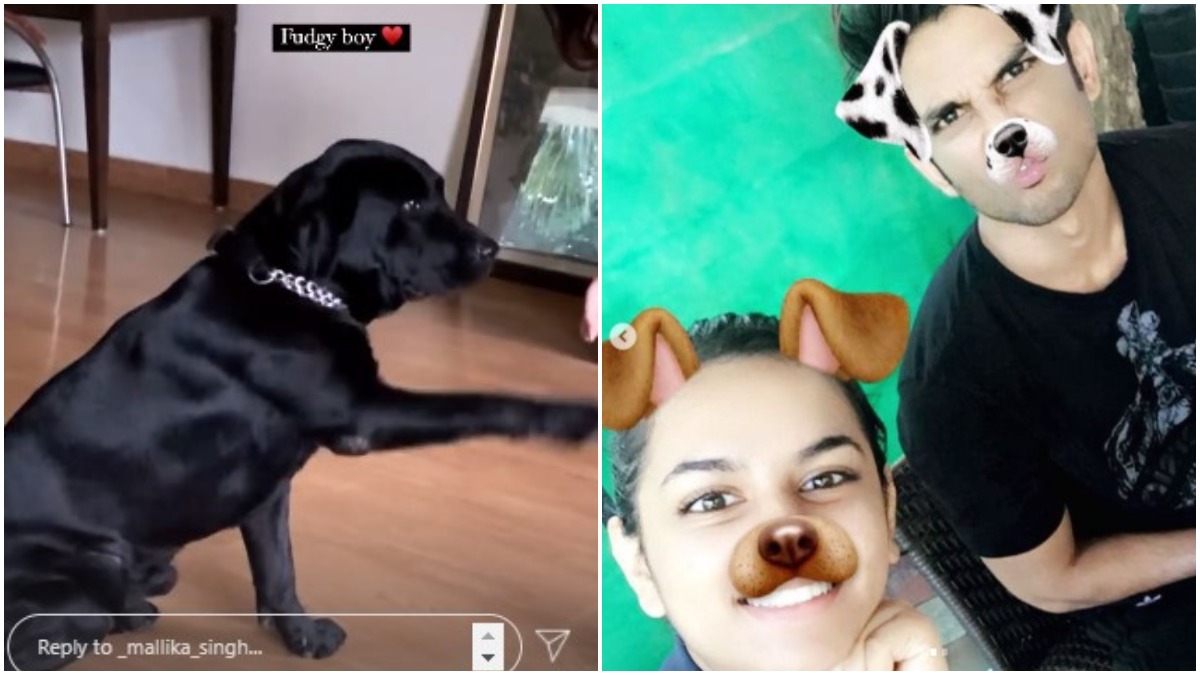Sushant Singh Rajput niece shared video actor dog fudge सुशांत सिंह ...