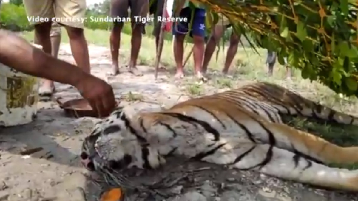 emotional video of jungle forest ranger gave water to the dying tiger ...