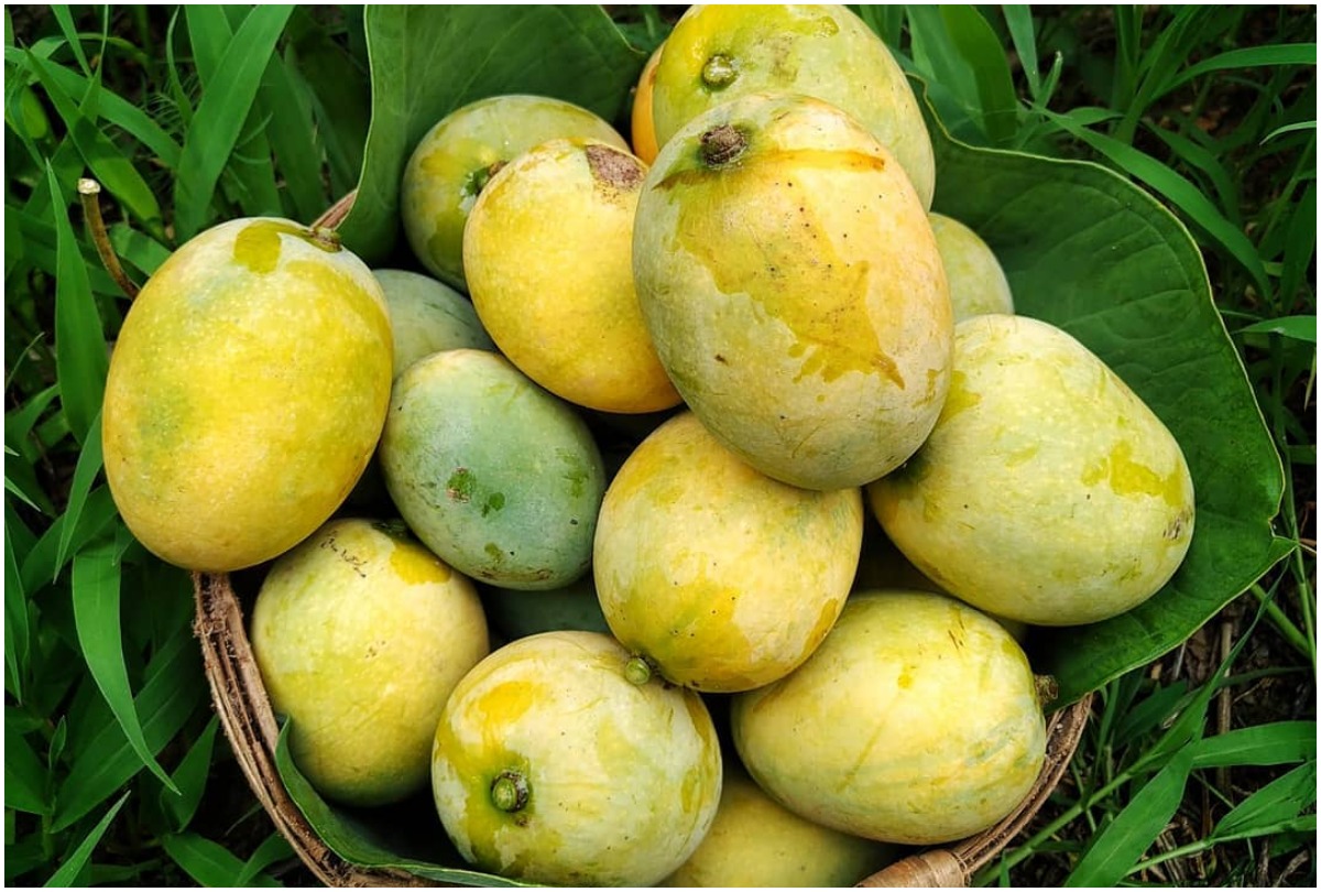 Mango for weight gain Is Mango or Aam increase weight fast-क्या आम खाने ...