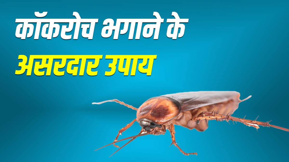 try these home remedies to keep cockroaches away कॉकरोच को घर से भगाने ...