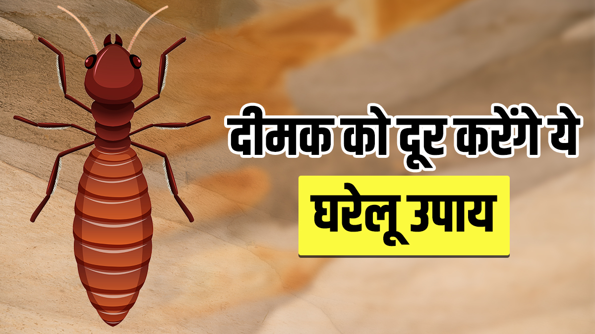 Best Home remedies for Termite control Dimak ko bhagane ka gharelu upay ...