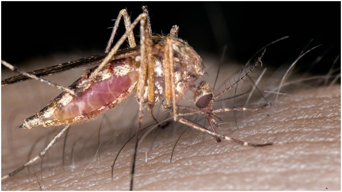 machchar bhagane ke gharelu upay Home Remedies For Mosquitoes मच्छर से ...