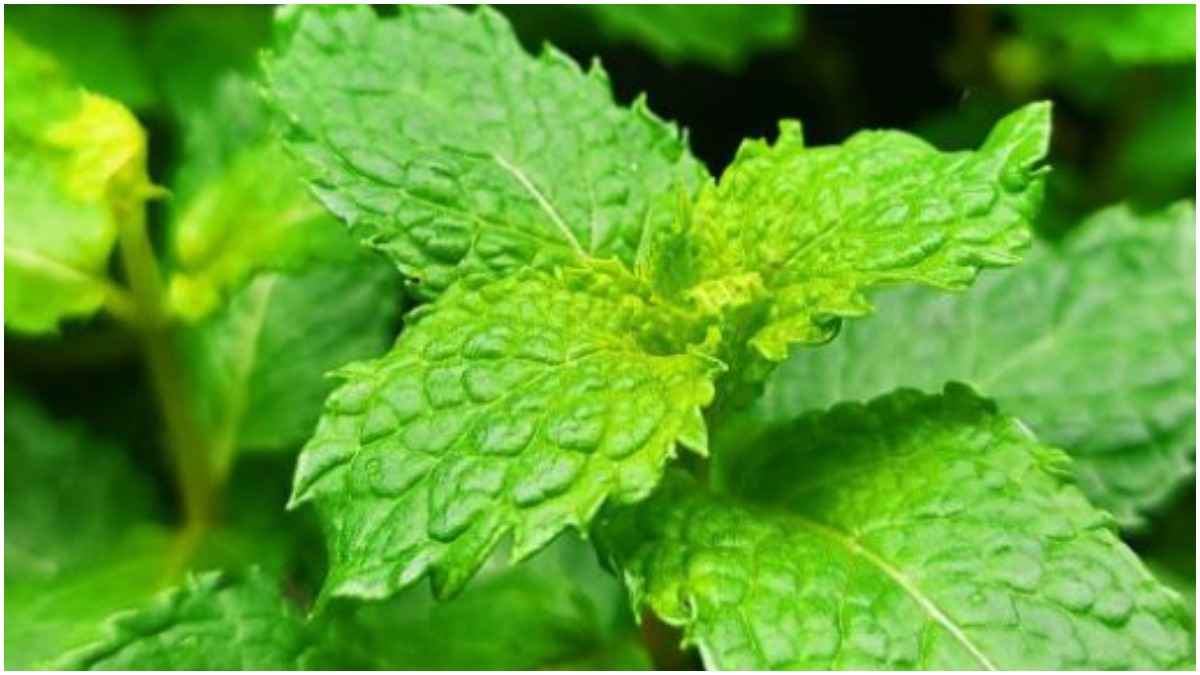 various uses of mint leaves, know here how to use पुदीने की पत्तियों से ...