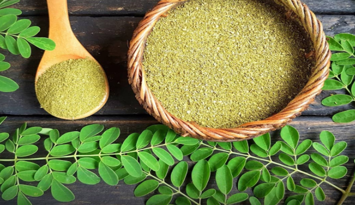 Sahjan for diabetes moringa to control blood sugar levels know how to ...