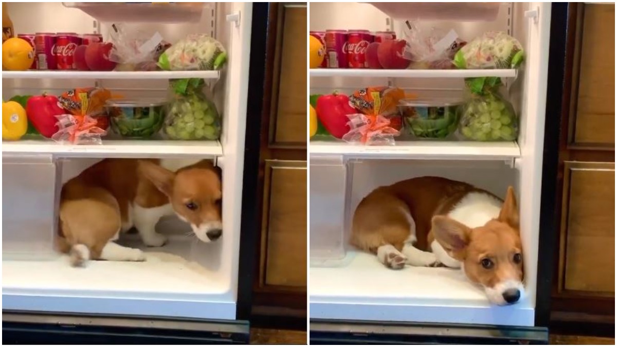 viral video of dog seen inside the fridge Viral गर्मी से बचने के लिए ...