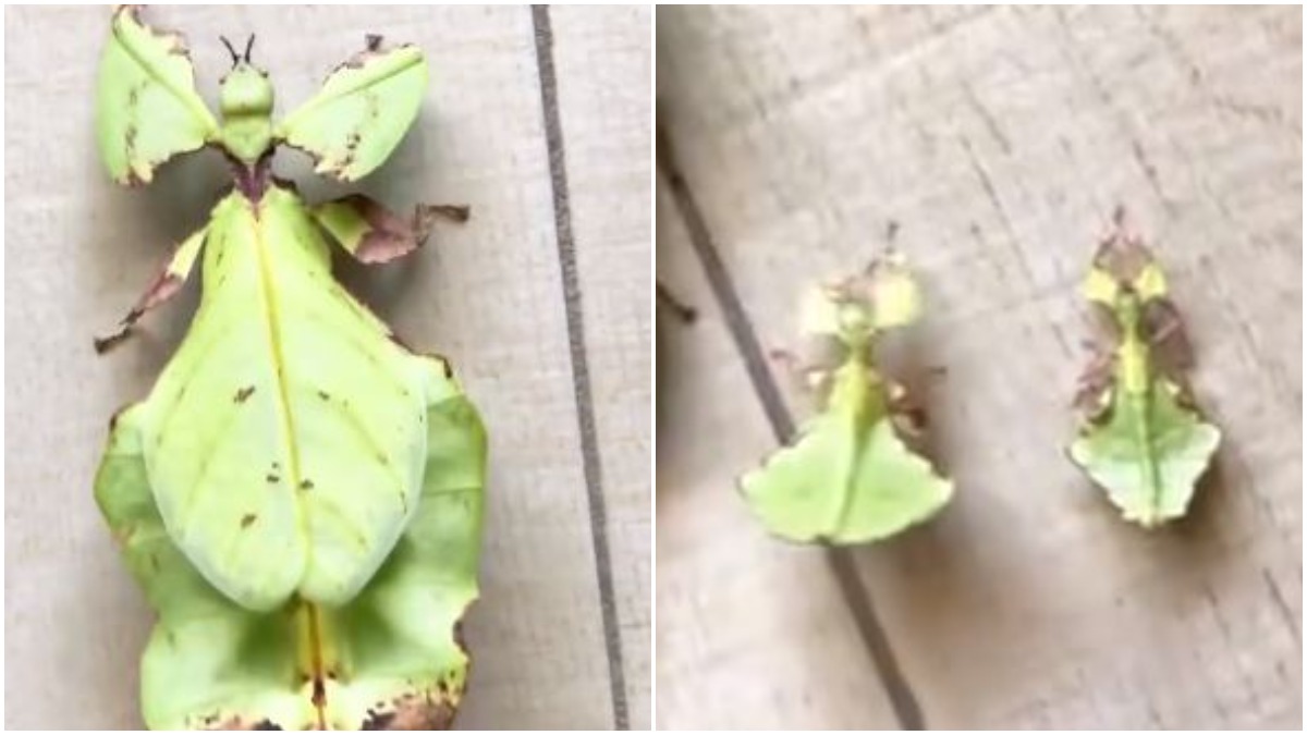 viral video of a insect that looks like a green leaf goes viral-Viral ...