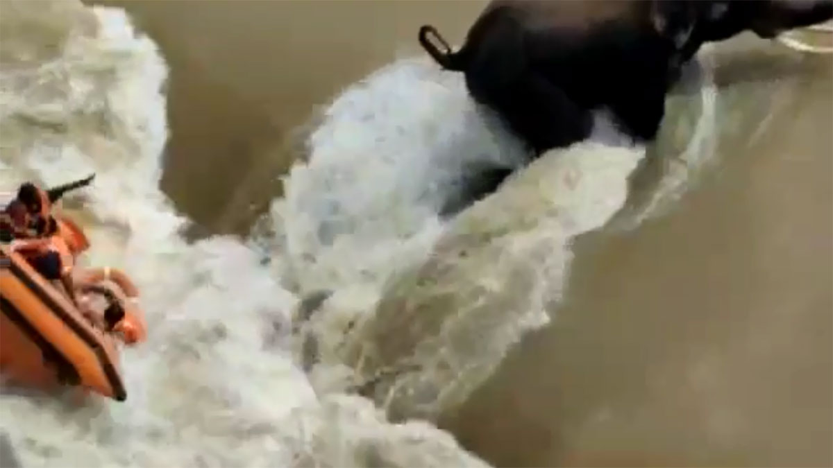Elephant rescue Operation Gaja turns tragic as ODRAF boat capsizes in ...
