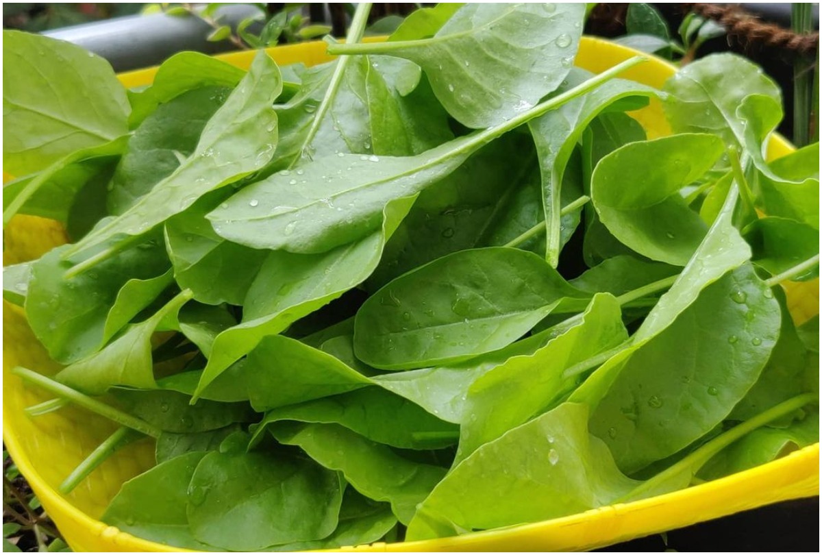 Know how spinach works in protecting against many diseases - India TV Hindi